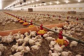 News of the Poultry Industry by Simon M. Shane