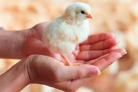 News of the Poultry Industry by Simon M. Shane